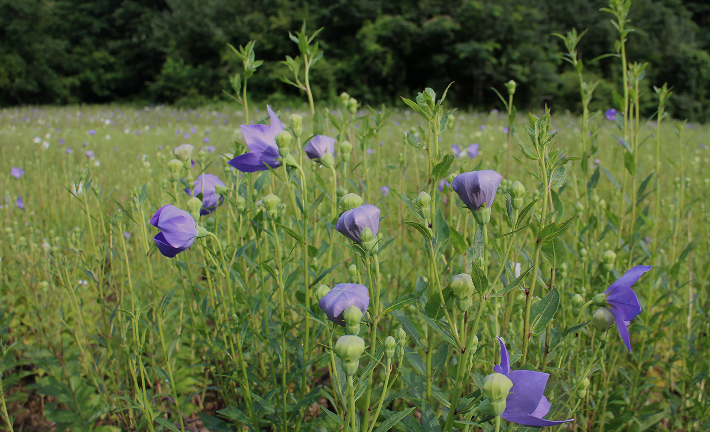 Home - Balloon flower tea and cold brew tea manufacturer, K-doraji ...